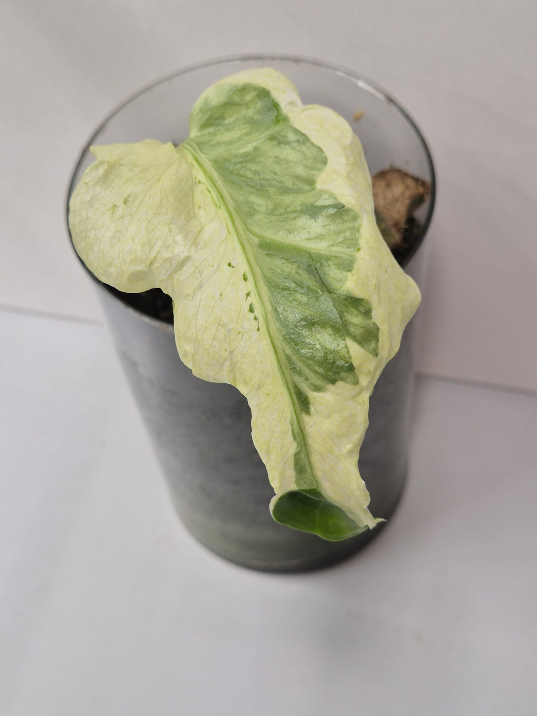 PLANT – EASY PLANTS
