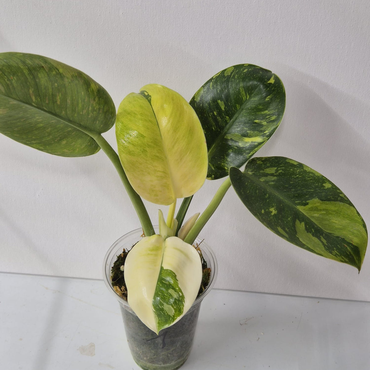 Philodendron Green Congo Variegata high Variegata – EASY PLANTS