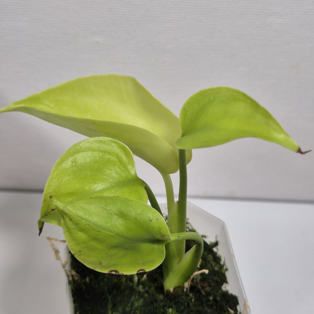 Monstera Full Cheese/ Lemon Lime – EASY PLANTS